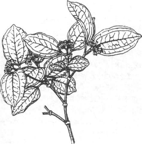 马钱子 中药鉴定