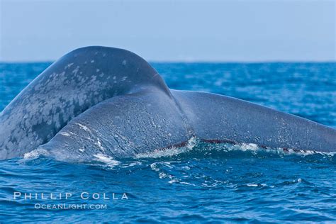 Blue Whale Raising Fluke Prior To Diving For Food Balaenoptera