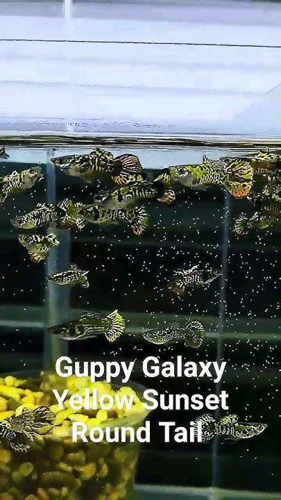 Guppy Galaxy Yellow Sunset Round Tail Guppyfish Guppy Youtube