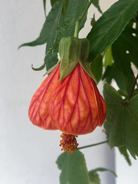 Premium Photo Closeup Of A Red Abutilon Flower