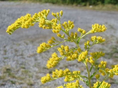 Goldenrod In Stages Outside My Window