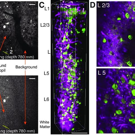 Advanced 3p Microscopy Approaches To Record Neuronal Activity Deep In