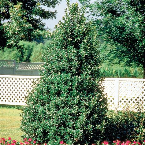 Ilex X Oakleaf Red Holly Siteone
