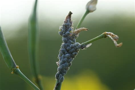 Cabbage Aphid Cesar Australia