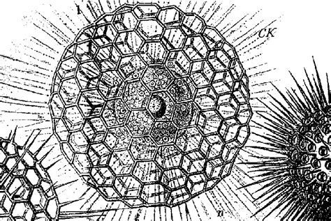 Morphology Of The Radiolaria Prints Esoteric Occult