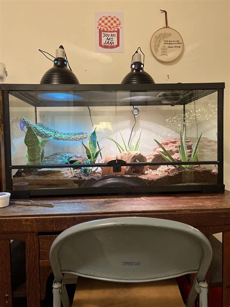 New Bioactive Setup R Leopardgeckos