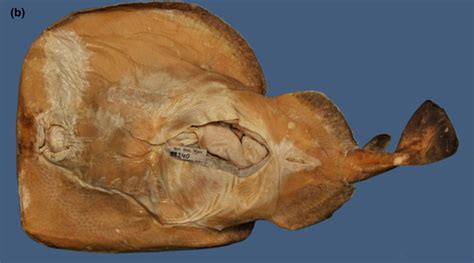 Suess Zitterrochen Torpedo Suessii Ausgestorben Mehr Infos