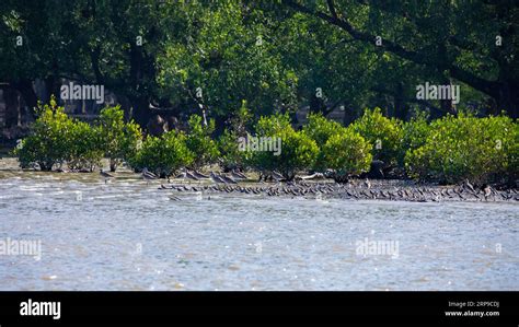 Sundarbans Bangladesh Different Types Of Shore Birds In The