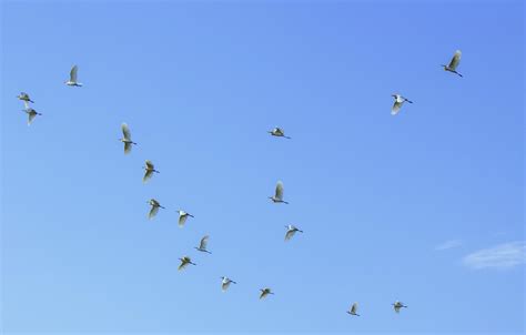 Oiseaux En Vol Des Ciel De Photo Gratuite Sur Pixabay Pixabay