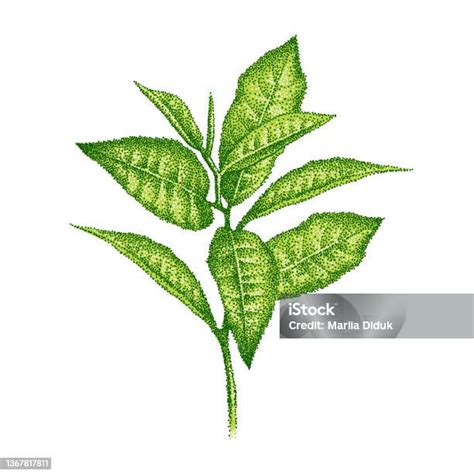 Cabang Daun Teh Hijau Matcha Daun Teh Hijau Realistis Tangkai Sketsa Tanaman Teh Ilustrasi Dalam