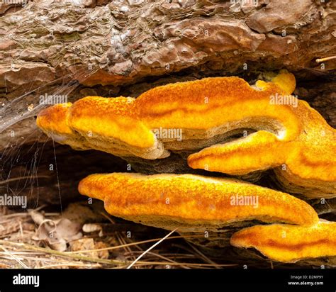 Velvet Top Fungus Phaeolus Scheinitzii Growing On A Fallen Tree Stock