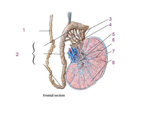 Ductus Epididymis Body Talk The Genitourinary Systems Understanding