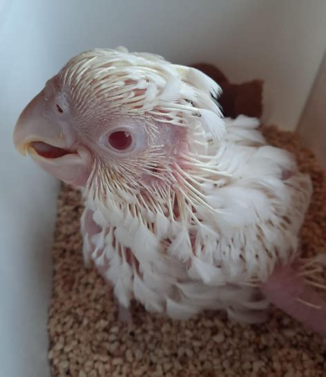 Umbrella Cockatoo Breeding Feeding Nest Box