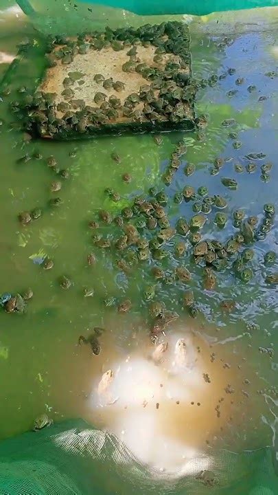 ếch Con đang ăn Memes Youtube