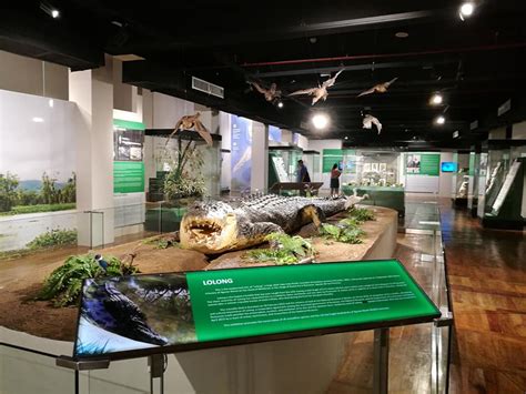 National Lolong The Largest Saltwater Crocodile In Captivity Awaits