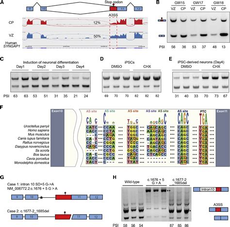 Upregulation Of Syngap1 Expression In Mice And Human Neurons By