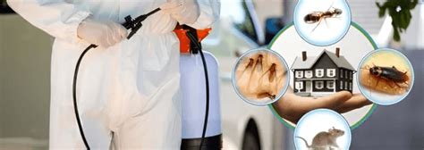 Pest Control Solutions Tailored To Your Needs Pest Control Pro