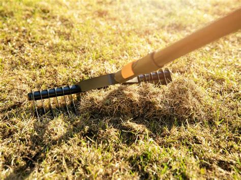 Should You Dethatch Your Centipede Or St Augustine Lawn