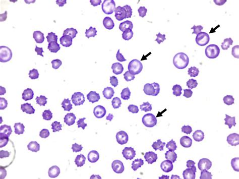 Canine Monocyte