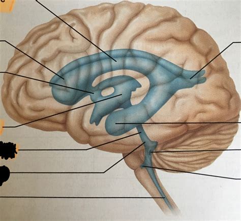 Left Lateral View Of The Brain Ventricles Diagram Quizlet