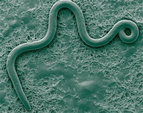 Nématode Du Pin Bursaphelenchus Xylophilus