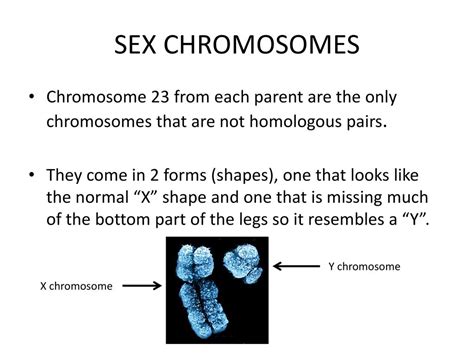 GENETIC PROBABILITIES Ppt Download