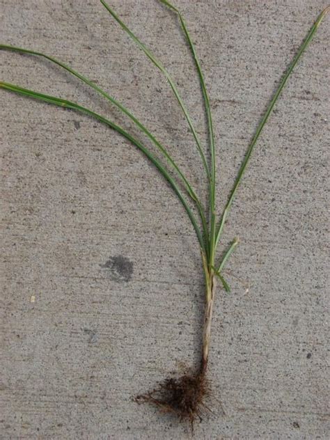 Types Of Nut Grass At Eliza Sizer Blog