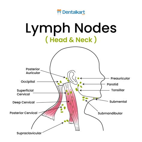 Posterior Auricular Lymph Node