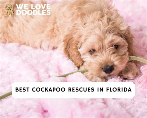 8 Best Cockapoo Rescues In Florida We Love Doodles