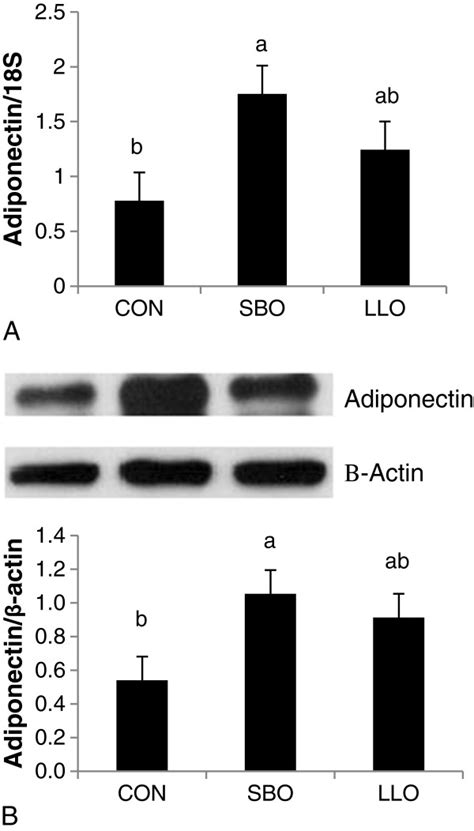 Adiponectin Gene Expression In Subcutaneous Fat Depot Expression Of