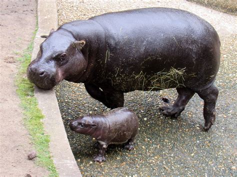 Common Vs Pygmy Hippo Legends Of Windemere