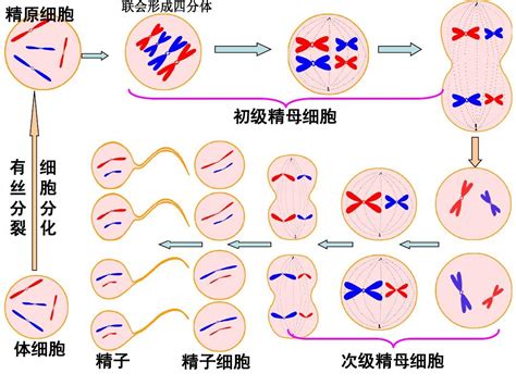 2 1减数分裂和受精作用》ppt课件 新人教版 必修2 Word文档在线阅读与下载 无忧文档