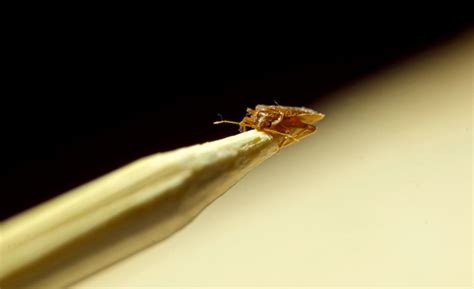 Bed Bug Control And Extermination In Nyc 911