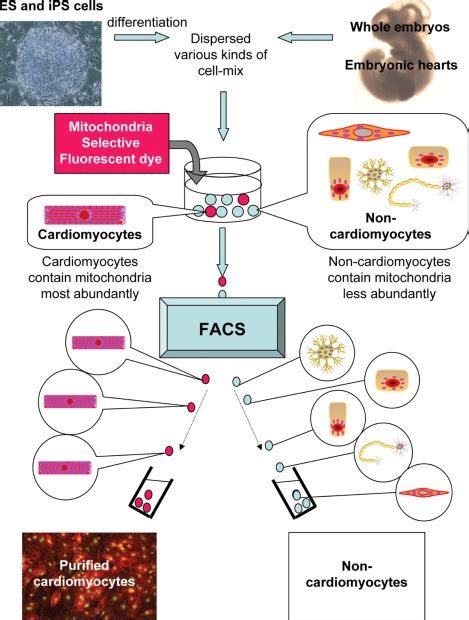 Strategies For Ensuring That Regenerative Cardiomyocytes Function