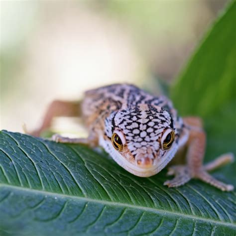 Vibrant Gecko Close Up Free Photo Download Freeimages