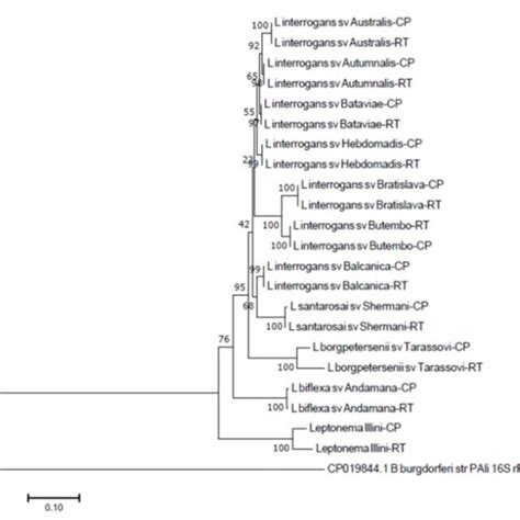 Phylogenetic Tree Obtained For 16s Rrna Numbers Represent Bootstrap