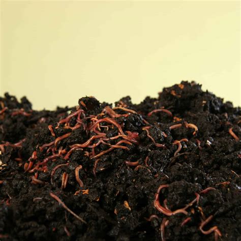 Worm Casting How To Make And How To Use Plantly