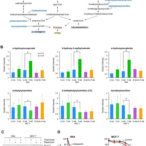 Chemical Structures Of Thiamine A Its Activated Form Thiamine