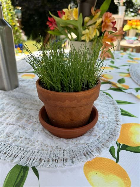 My Mini Lawn Rlawncare