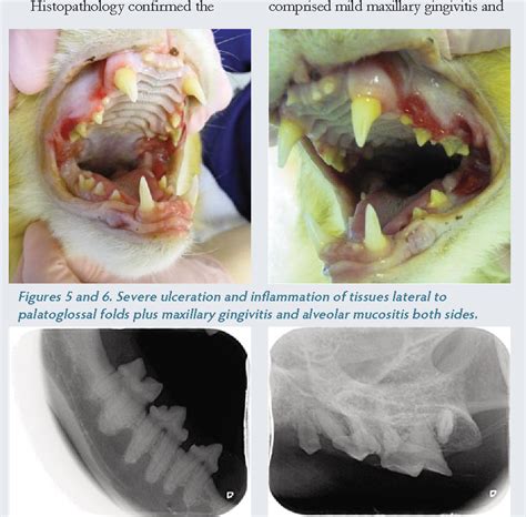 Stomatitis Cat
