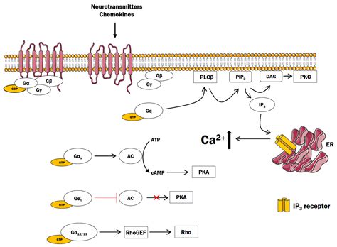Cells Free Full Text The Role Of G Protein Coupled Receptors Gpcrs