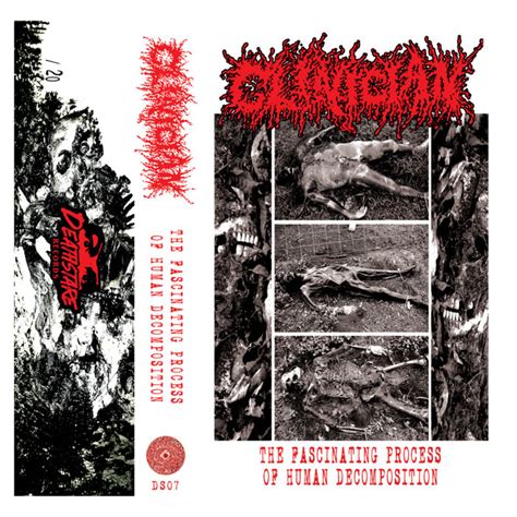 The Fascinating Process Of Human Decomposition Clinician