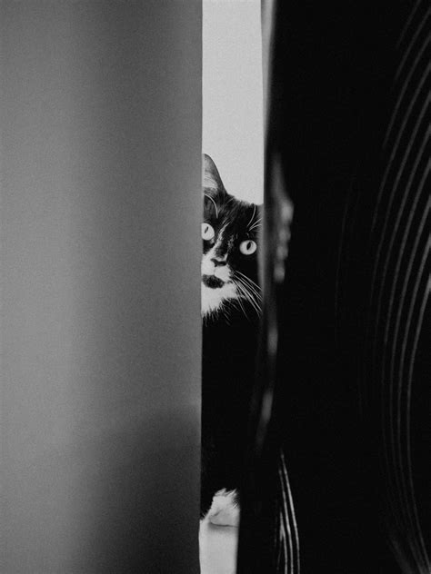 Cutebikinigirl Photos Download The Best Free Cutebikinigirl Stock