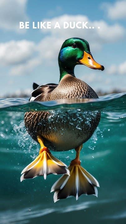 Be Like A Duck Stay Calm On The Surface But Paddle Like Crazy