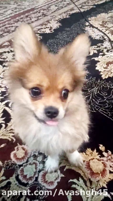 سگ پامر روباهی