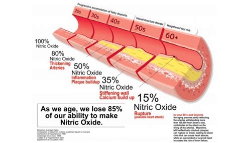 From Energy To Longevity Nitric Oxides Impact On Health Vida