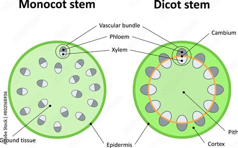 Monocot Stem And Dicot Stem Diagram Stock Illustration Adobe Stock