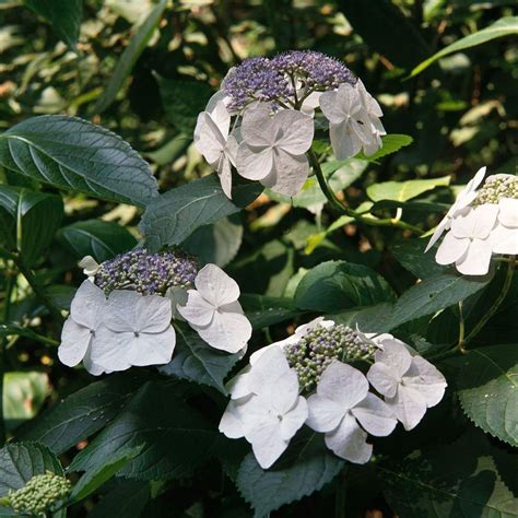 Hortensias Lacecap Star Of The Season Hydrangea Macrophylla