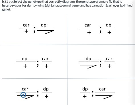 Solved Select The Genotype That Correctly Diagrams The