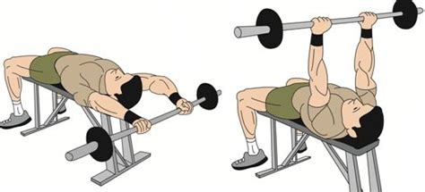 Barbell Pullovers Develops The Pectoralis Major Rib Muscles And